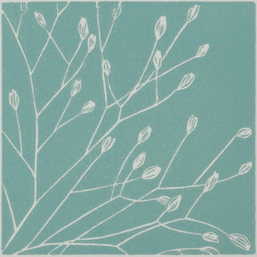 Caroline Buckman: Stitchwort limited edition linoprint | FOLDE Dorset