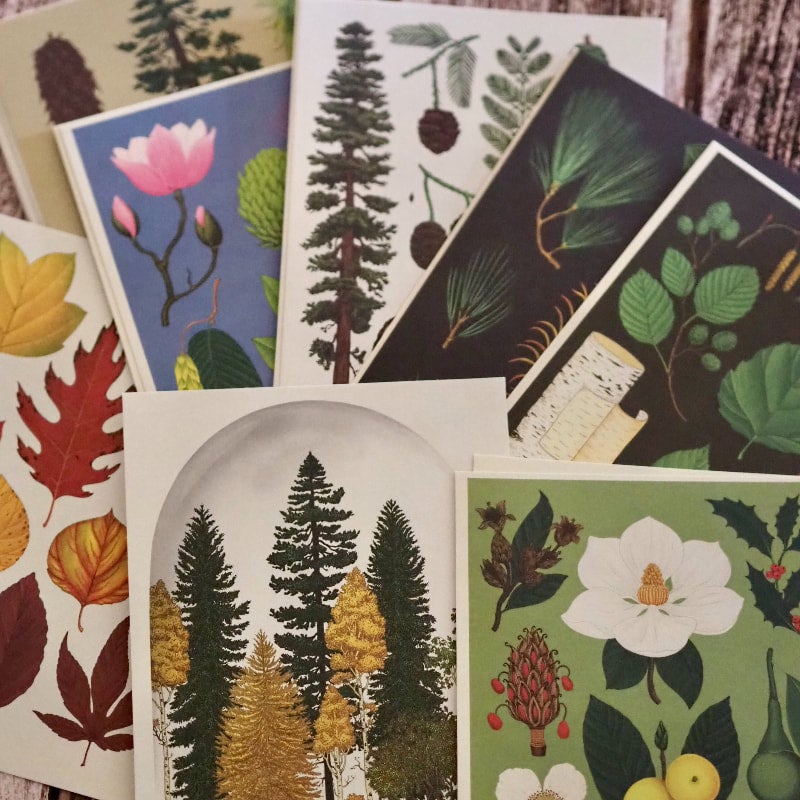 Arboretum postcards | FOLDE Dorset